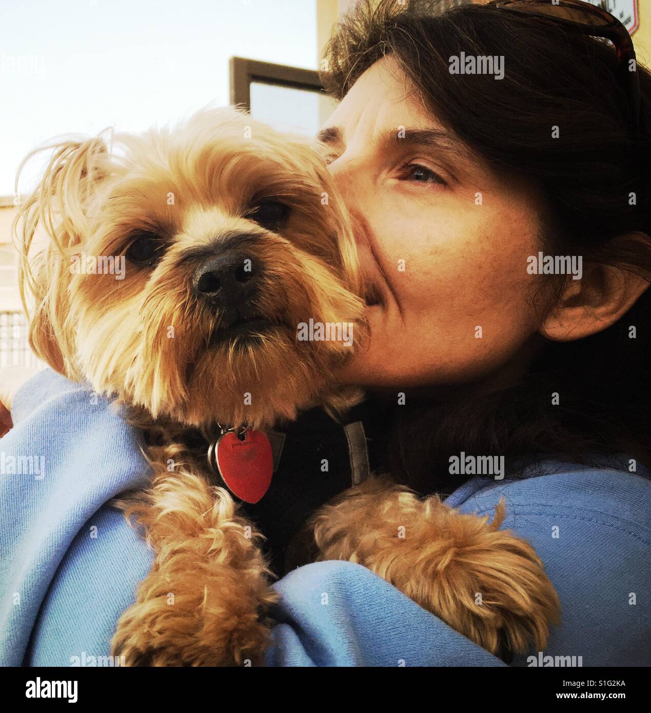 Yorkie love hi-res stock photography and images - Alamy