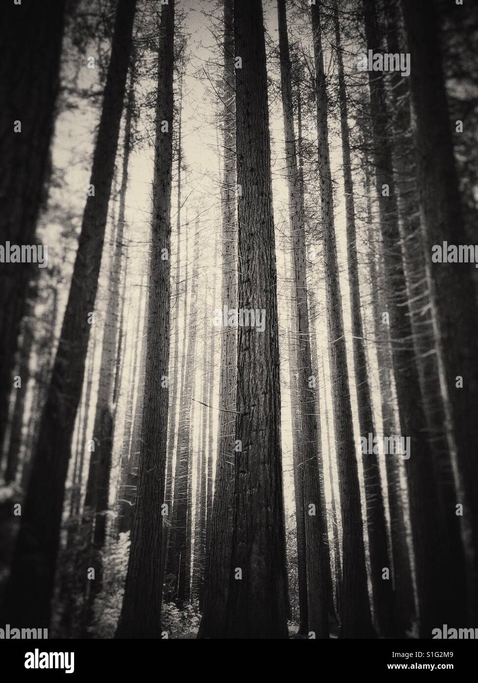 Tall trees in Redwood Park, Surrey, British Columbia, Canada Stock ...