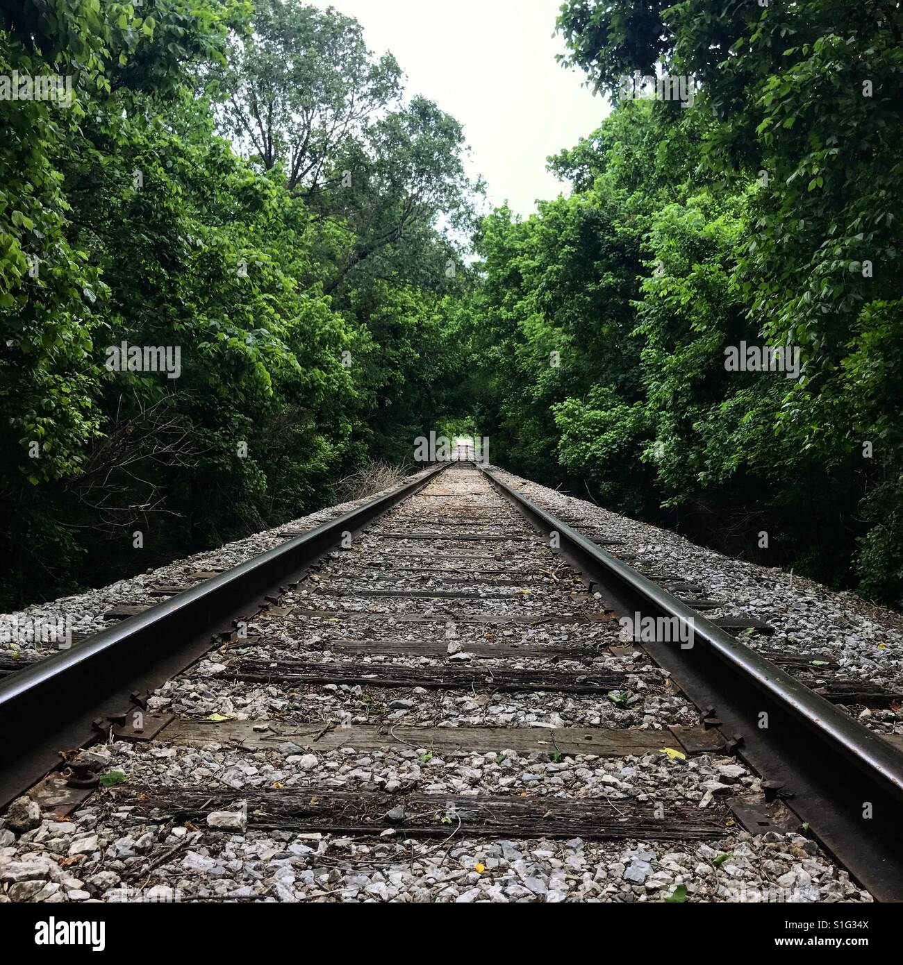Railroad tracks trees hi-res stock photography and images - Alamy