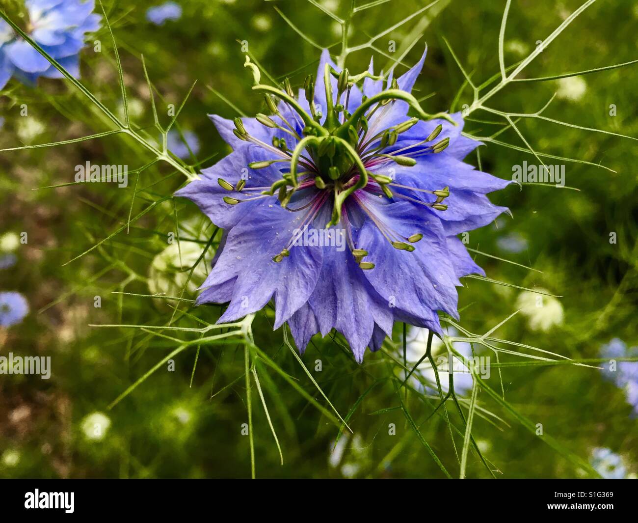 Grass devil hi-res stock photography and images - Alamy