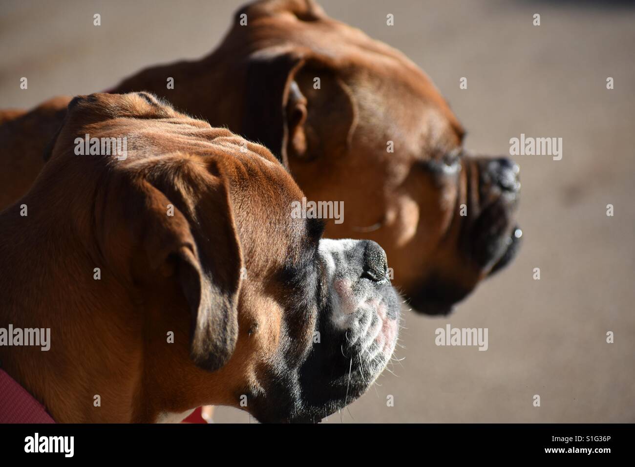 Boxer Dogs High Resolution Stock Photography and Images - Alamy
