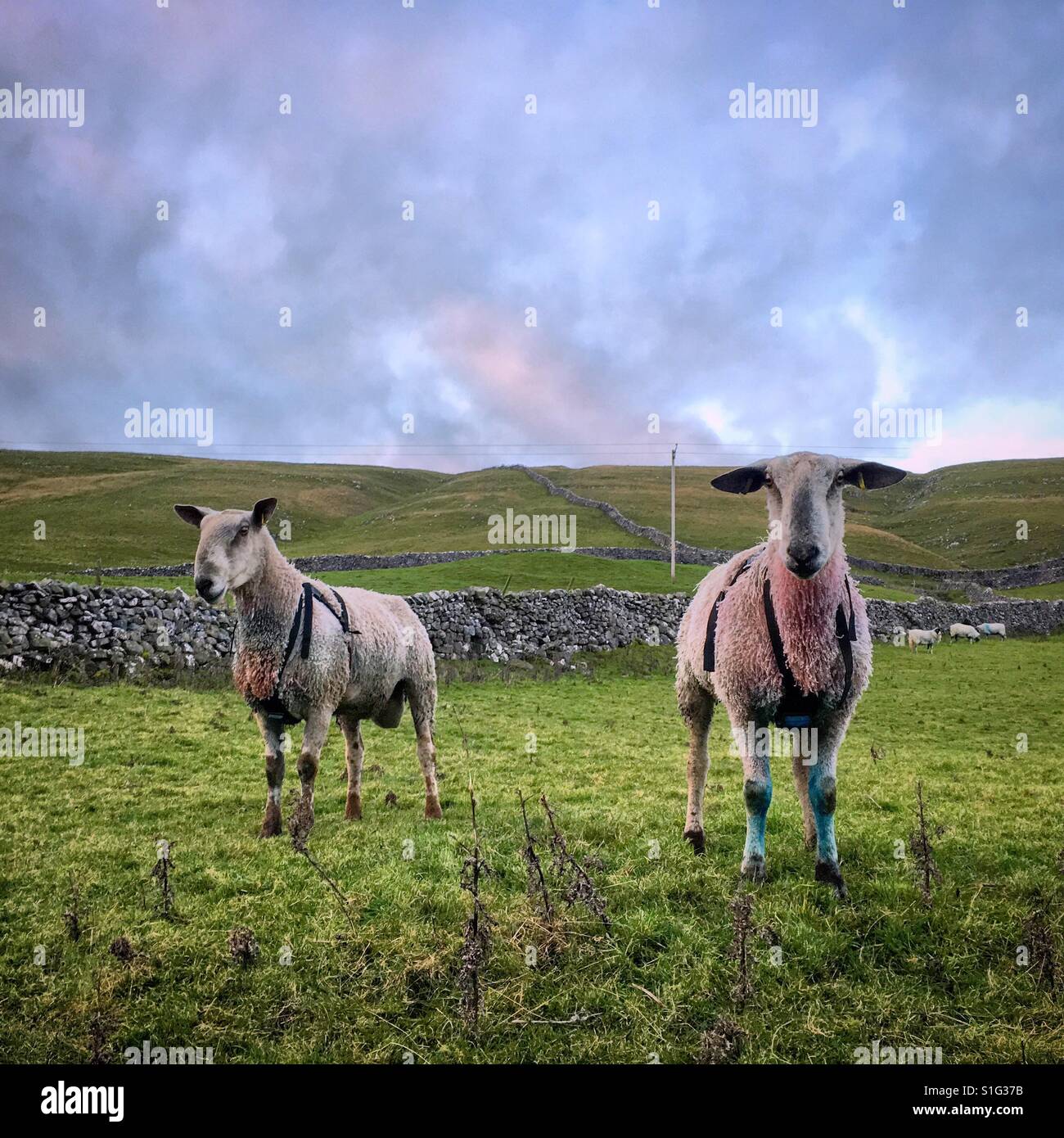 Yorkshire rams hi-res stock photography and images - Alamy