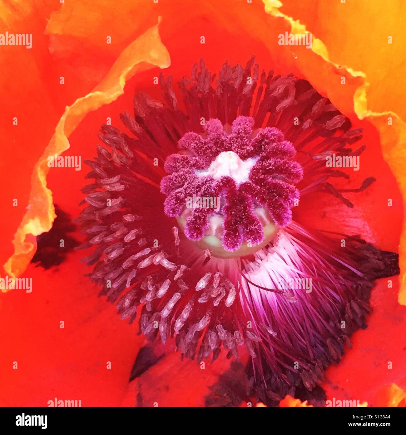 Centre of a poppy hi-res stock photography and images - Alamy