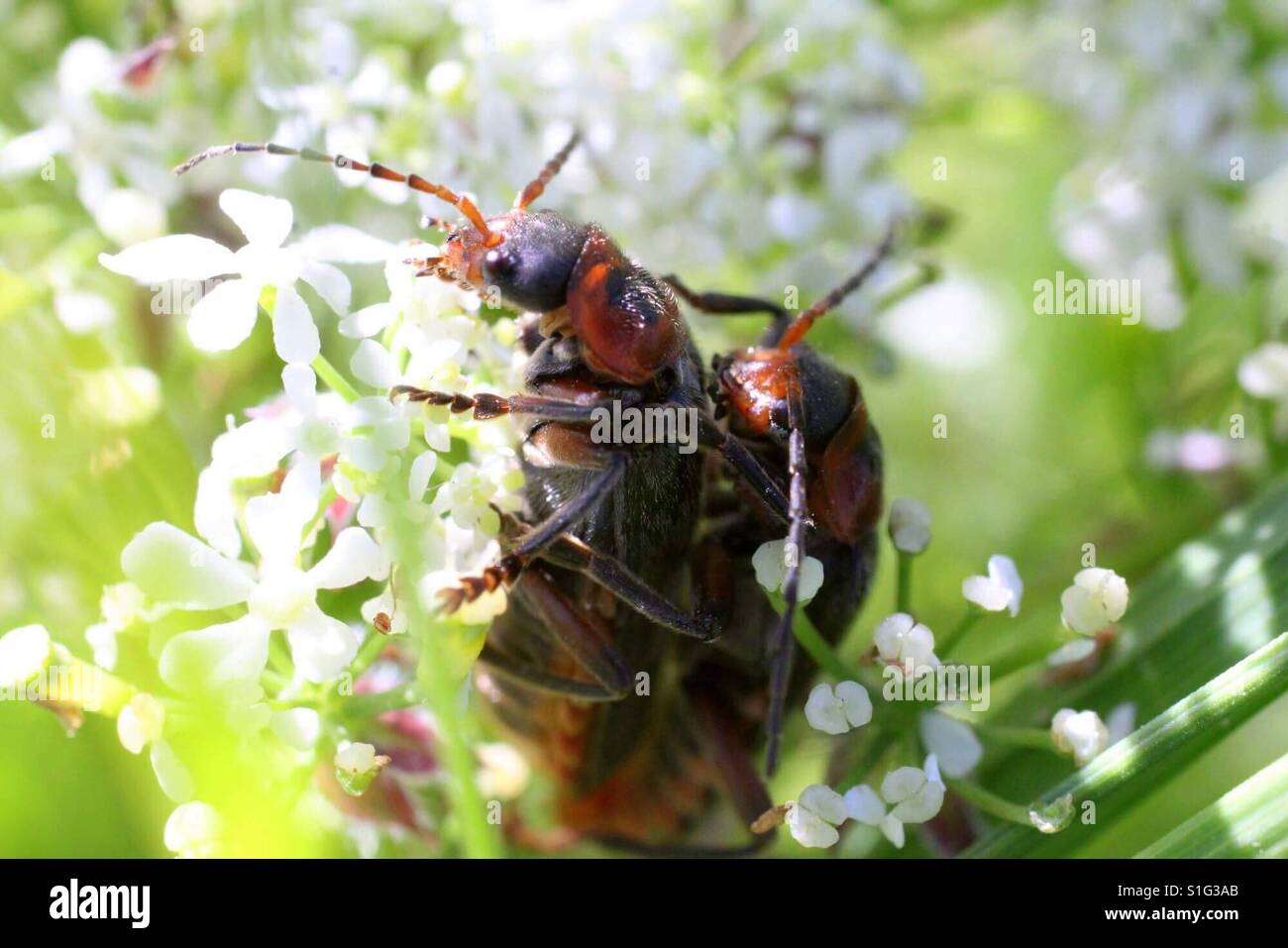A bugs life hi-res stock photography and images - Alamy