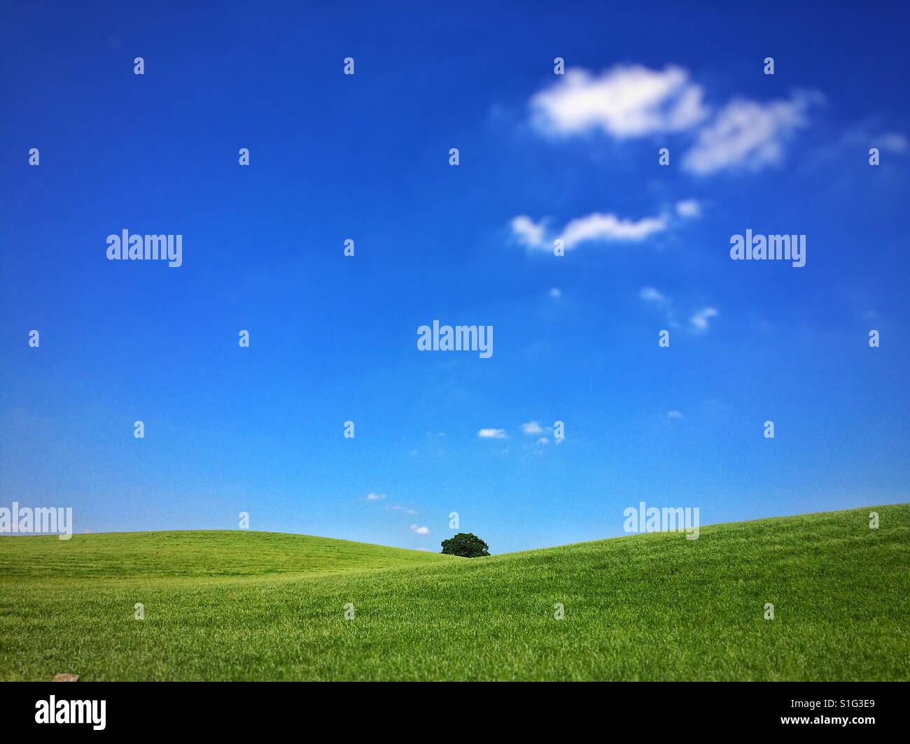 Field sky tree hi-res stock photography and images - Alamy