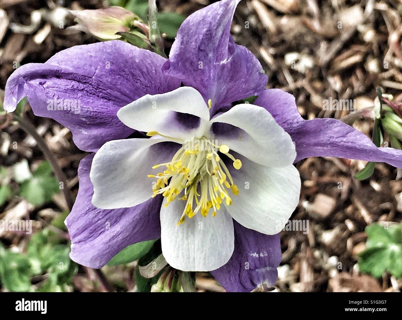 Spring columbine hi-res stock photography and images - Alamy