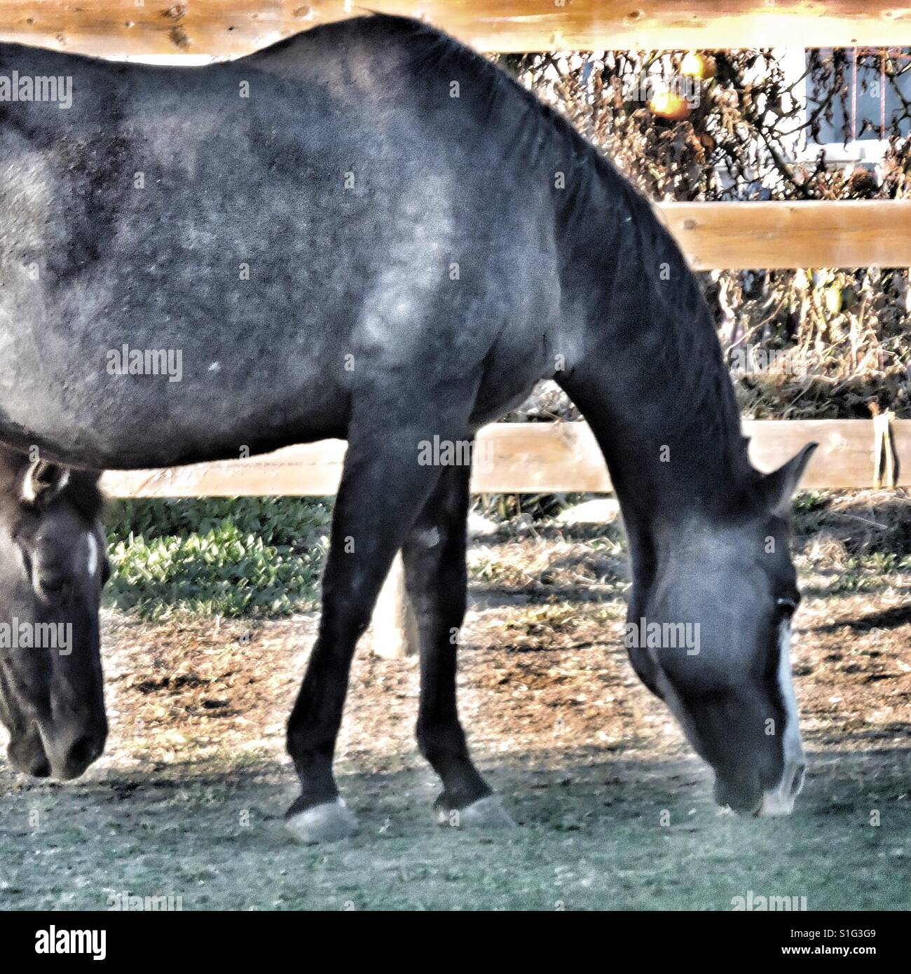 Gray Quarter Horses