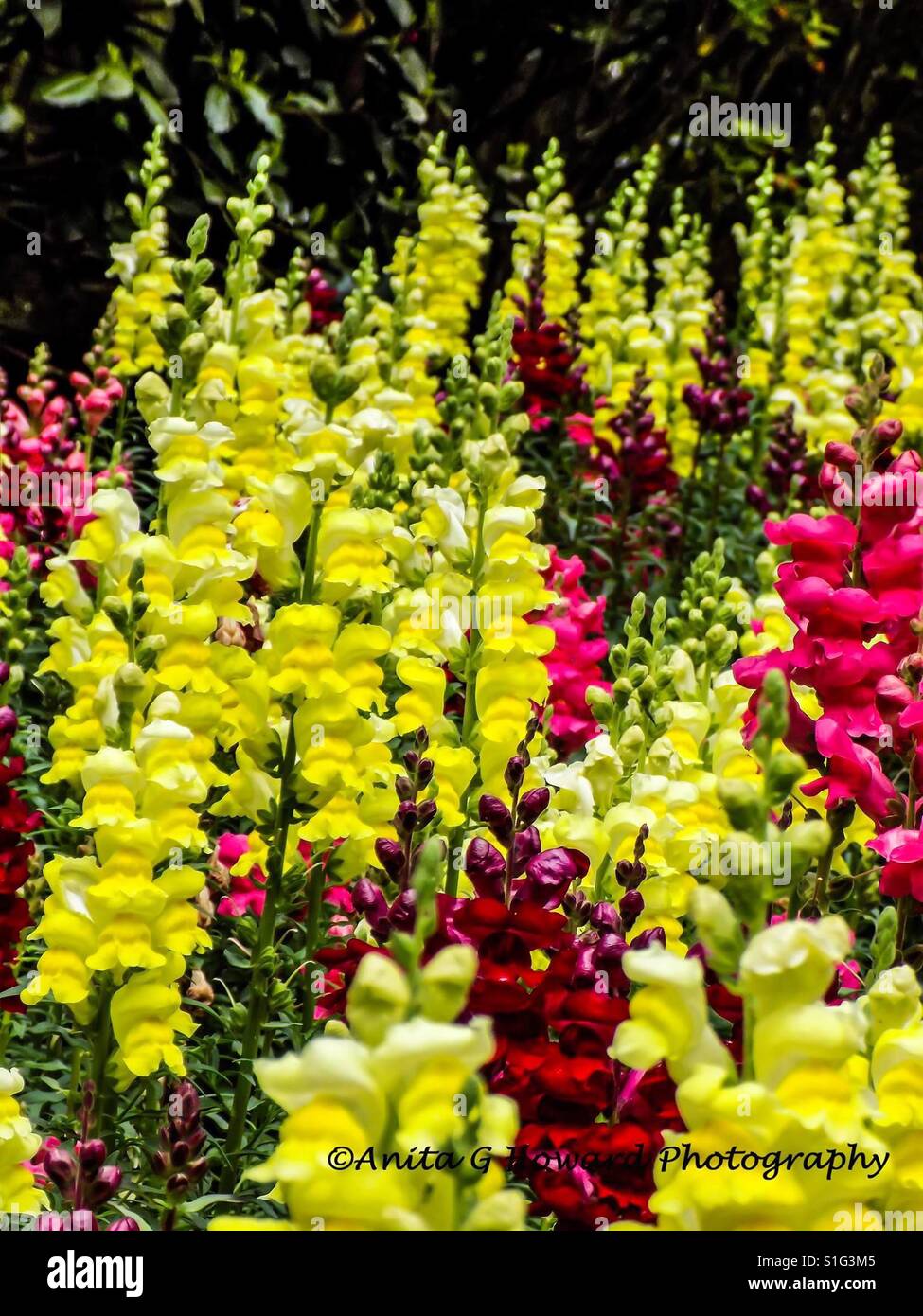 Glads hi-res stock photography and images - Alamy