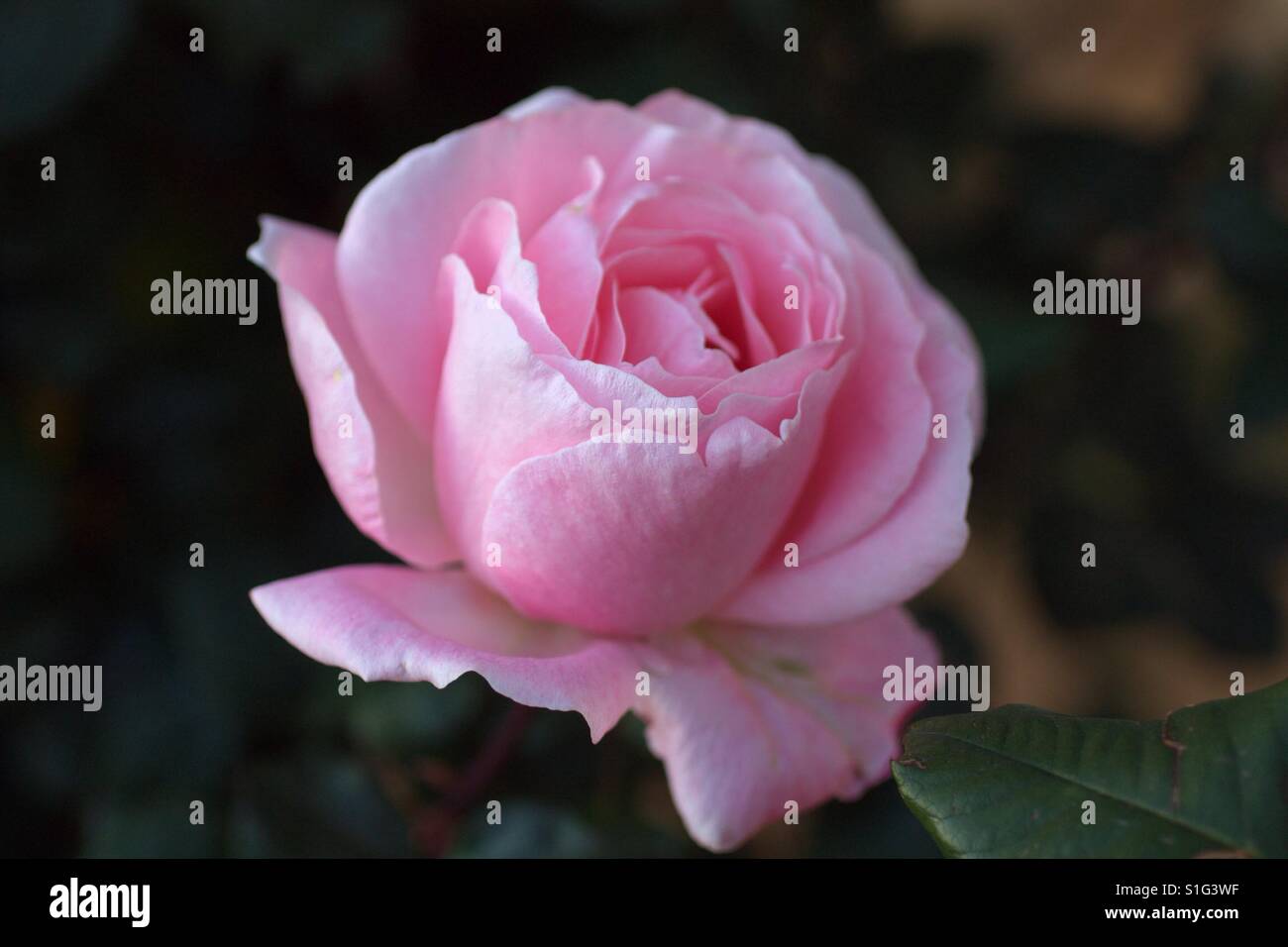 pink flower close up Stock Photo - Alamy