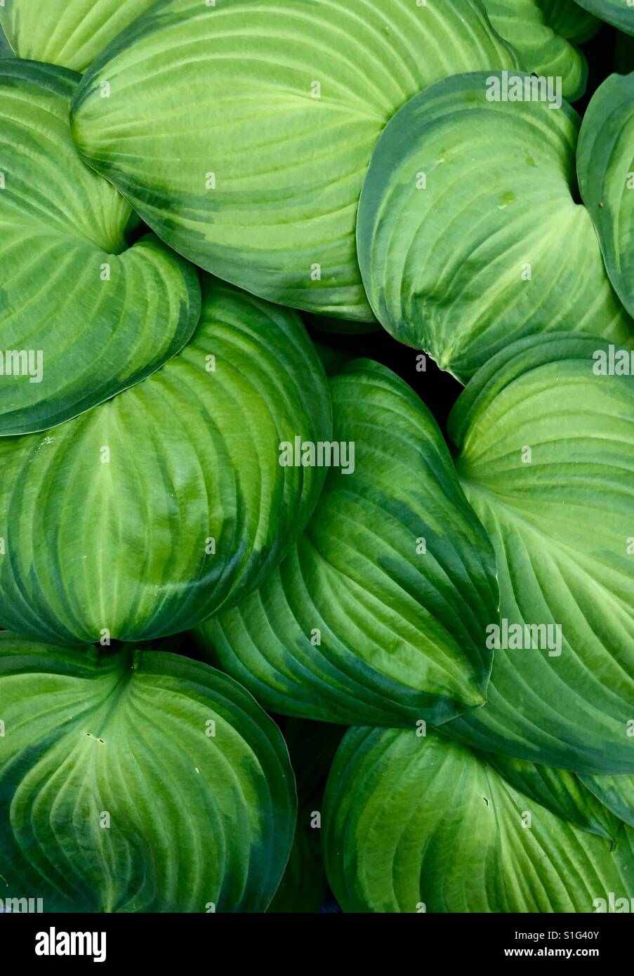Dark Green Edges High Resolution Stock Photography and Images - Alamy