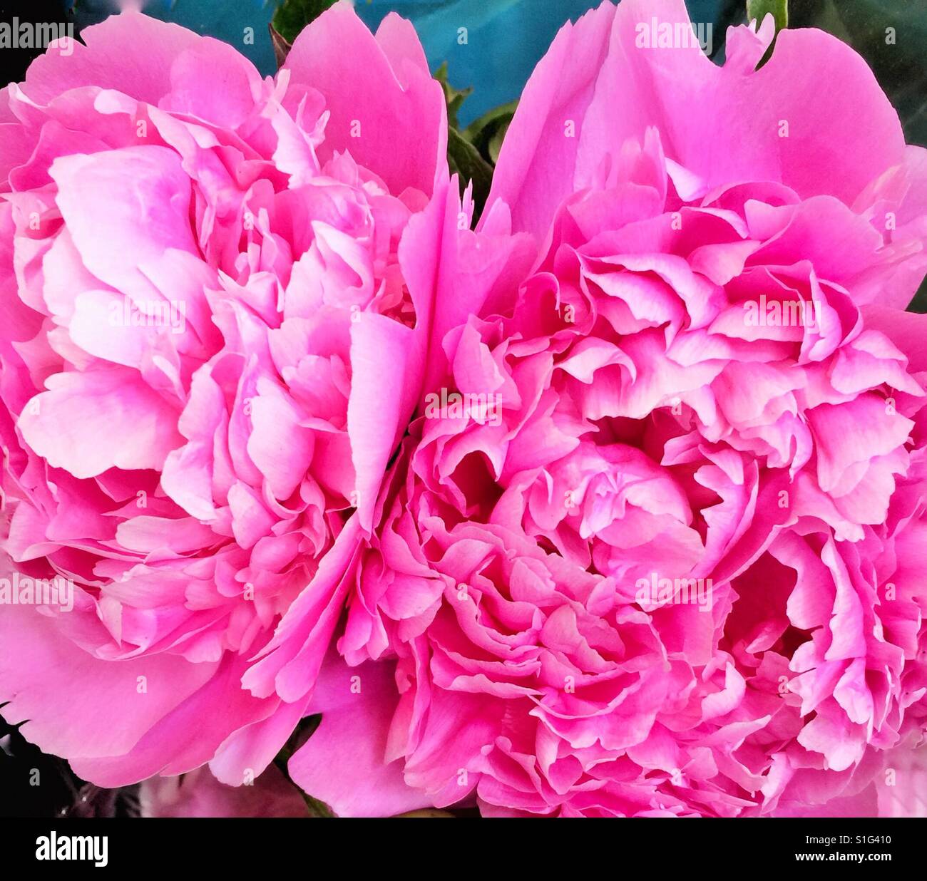 Pair of peonies hi-res stock photography and images - Alamy