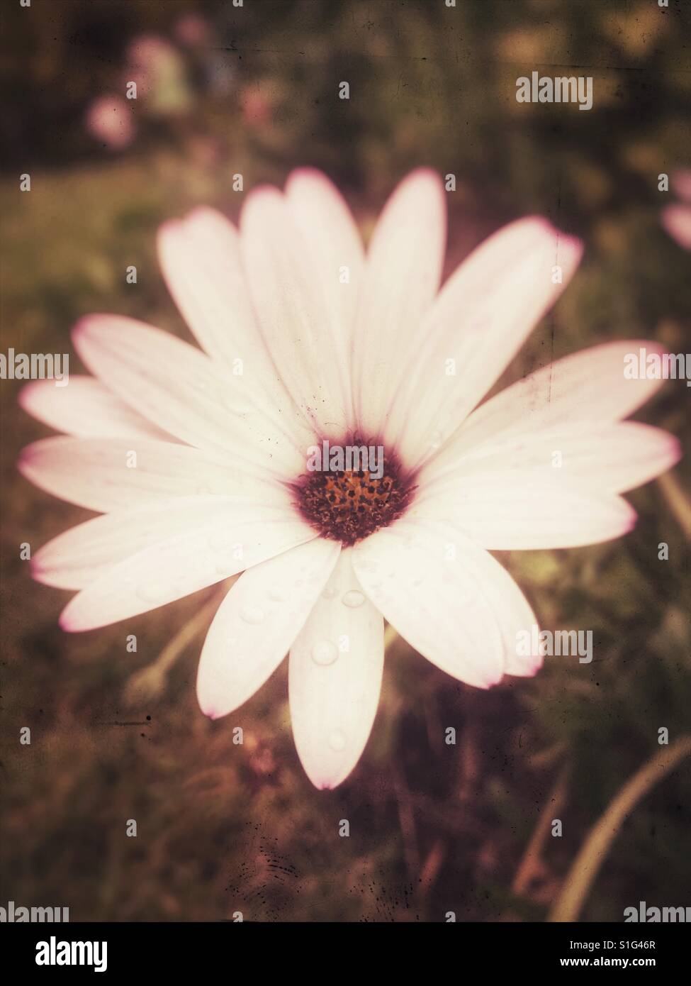 Flower water droplets hi-res stock photography and images - Alamy