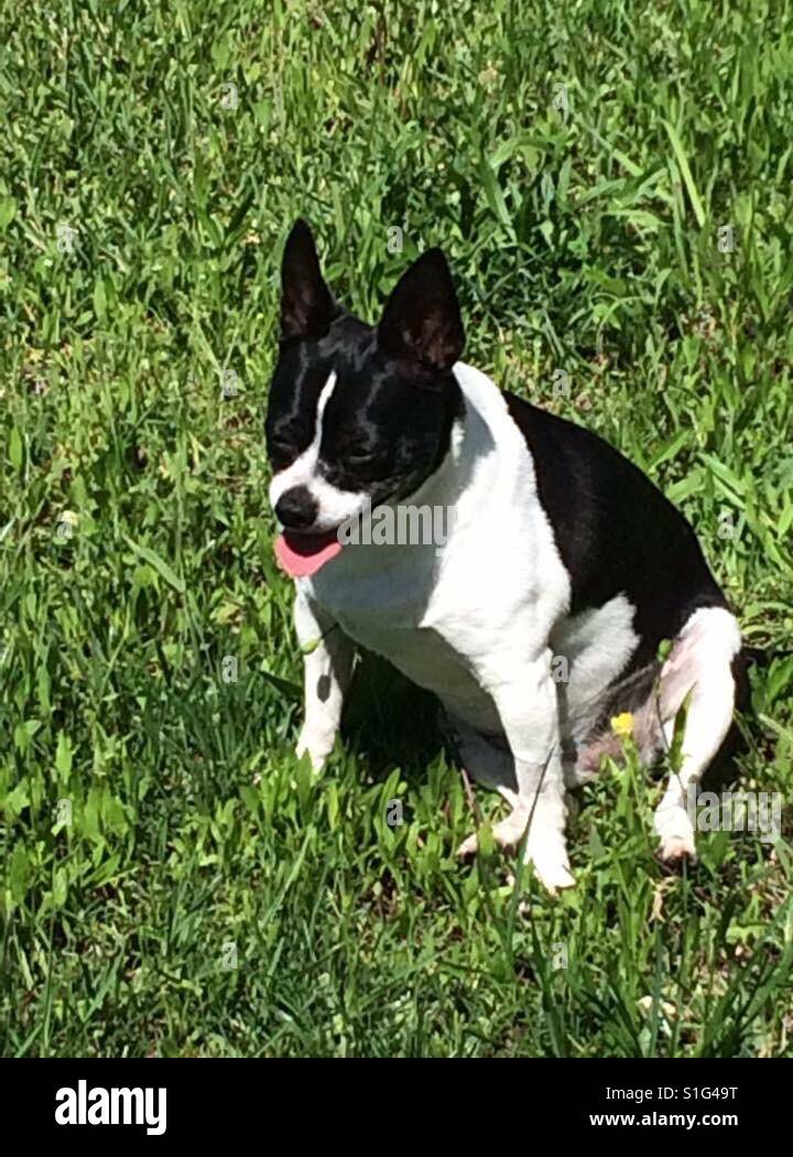 My chubby dog! Stock Photo - Alamy