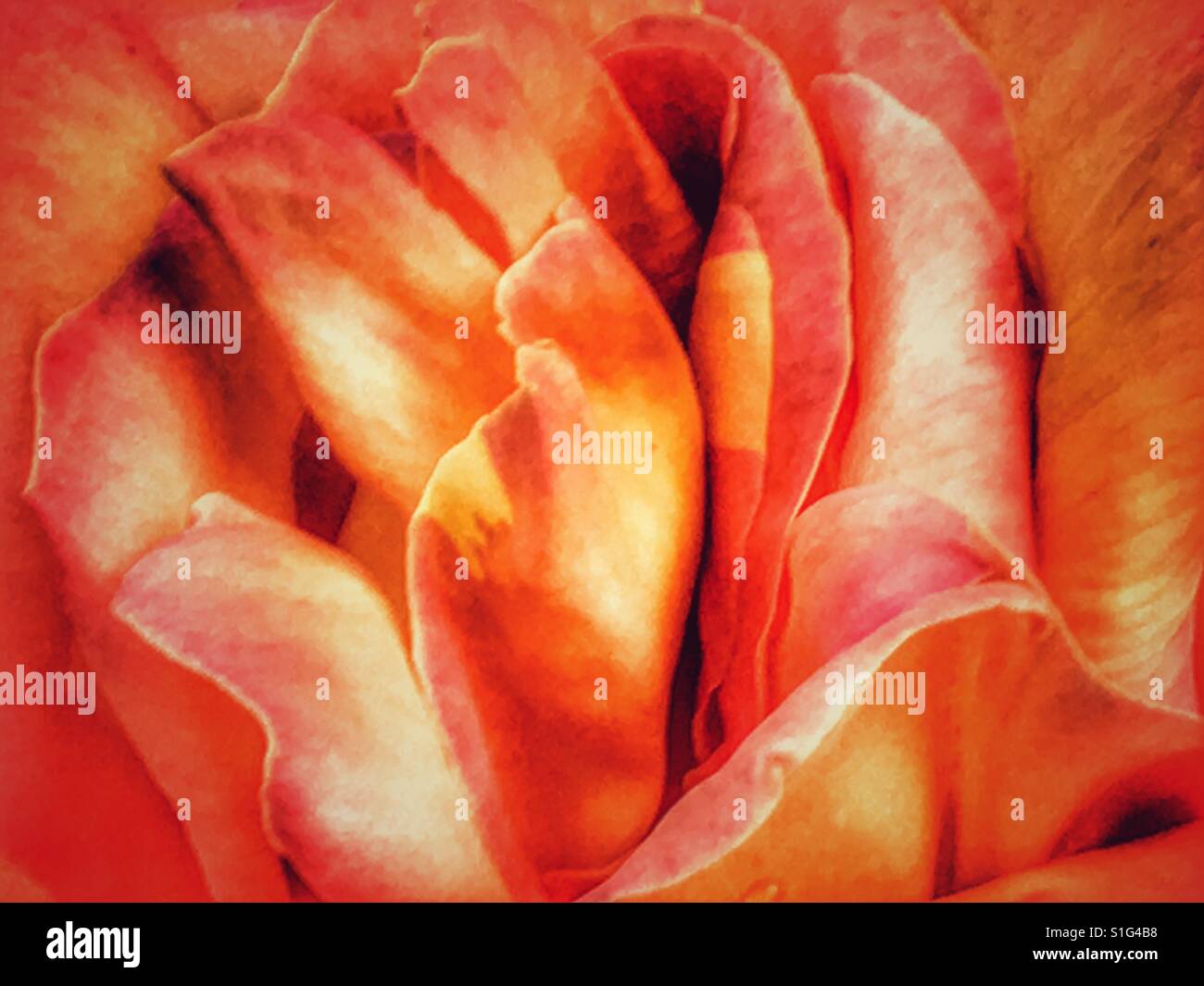 Beautiful colours in a rose, close up Stock Photo - Alamy