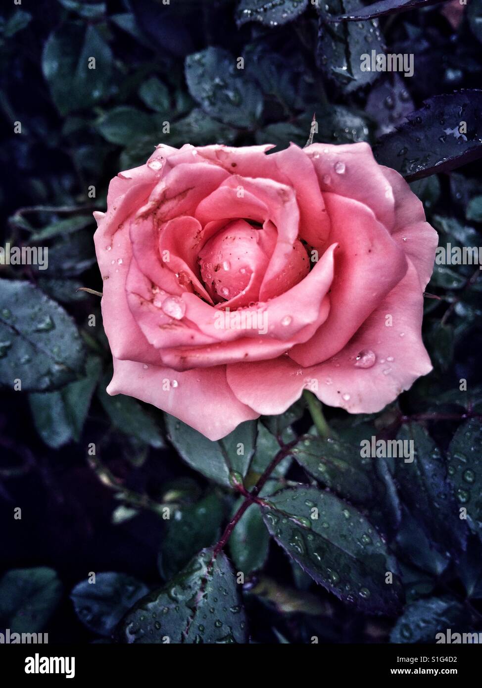 Wet rose petals hi-res stock photography and images - Alamy