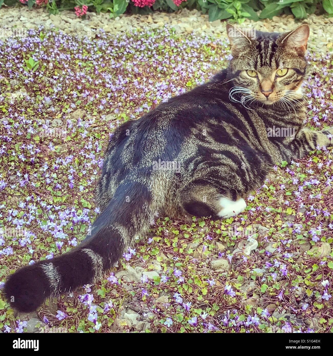 Tabby cat tail hi-res stock photography and images - Alamy