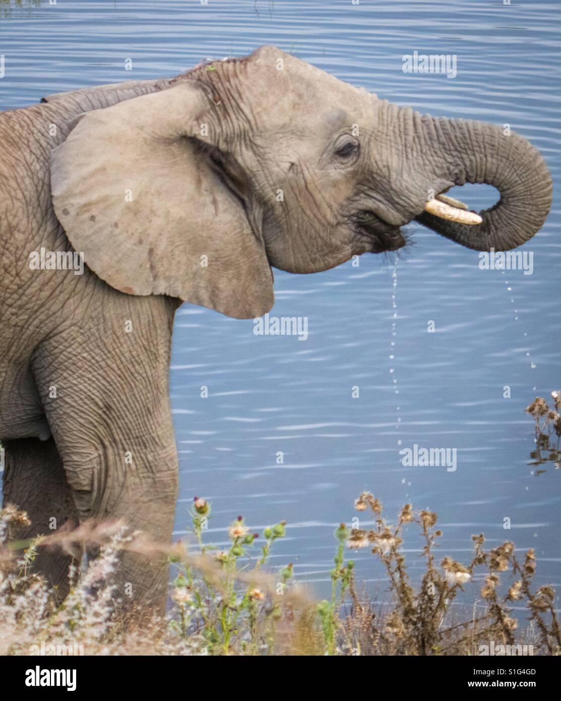 Elephant By Watering Hole High Resolution Stock Photography and Images ...