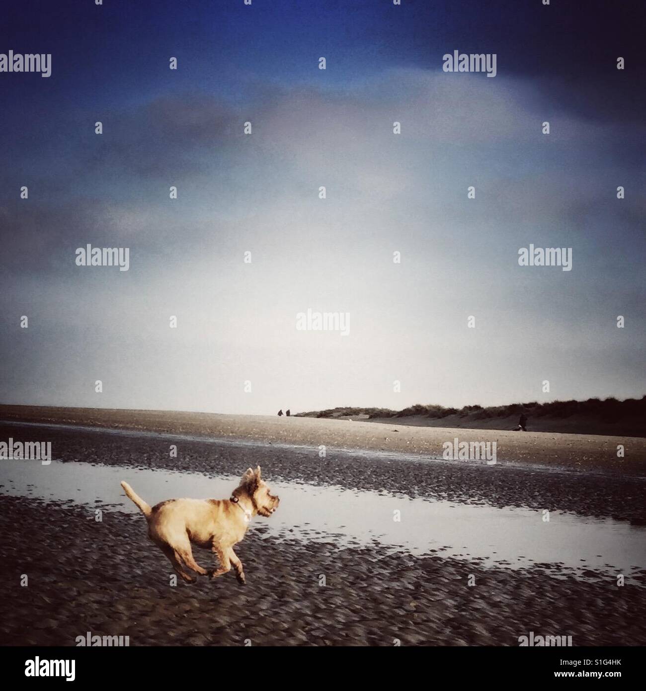 Sandy the dog hi-res stock photography and images - Alamy