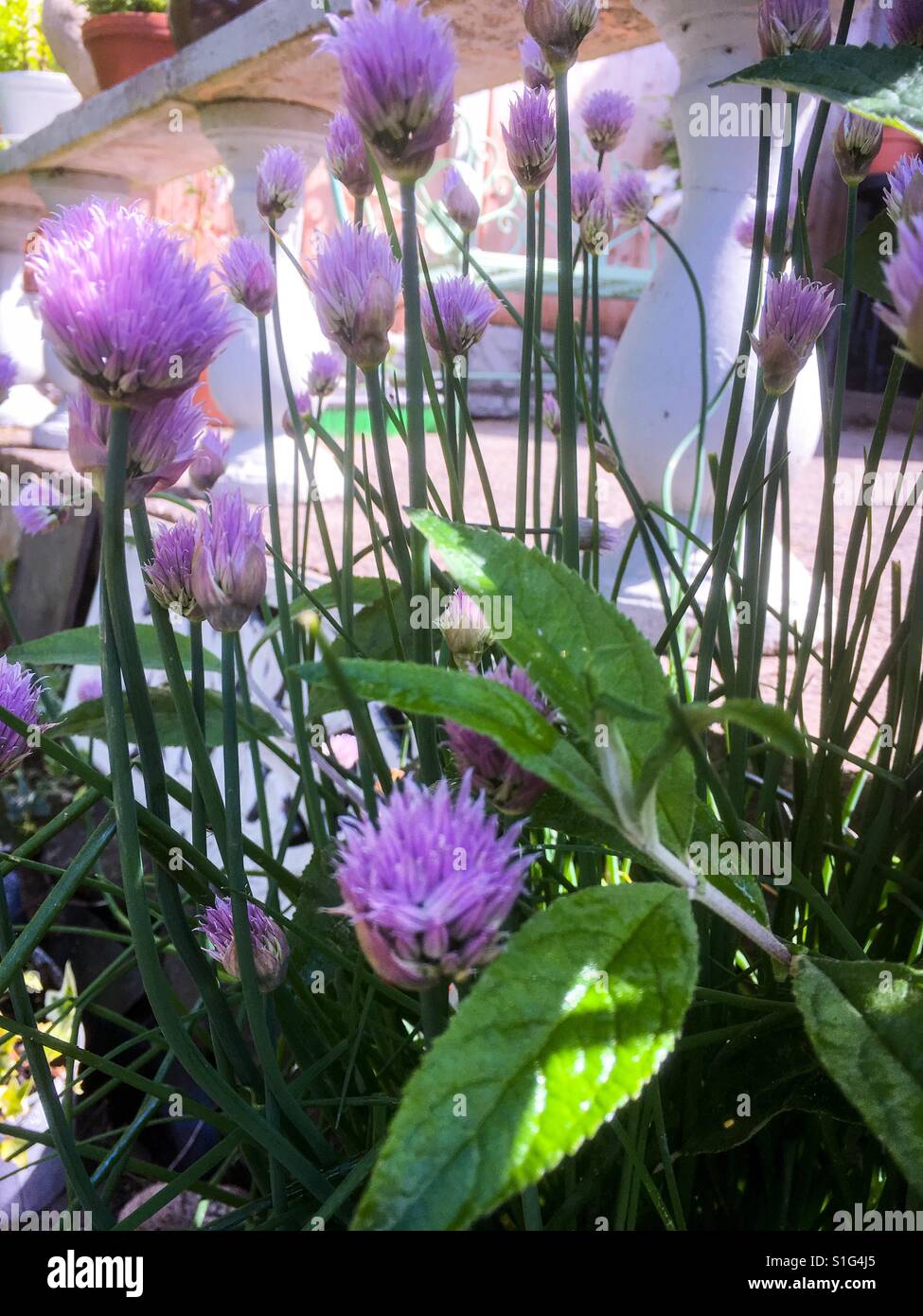 Flowering chive plant Stock Photo - Alamy