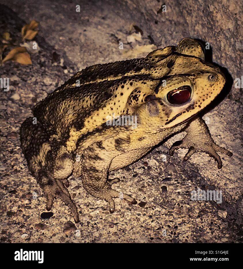 Finding way in jungle hi-res stock photography and images - Alamy