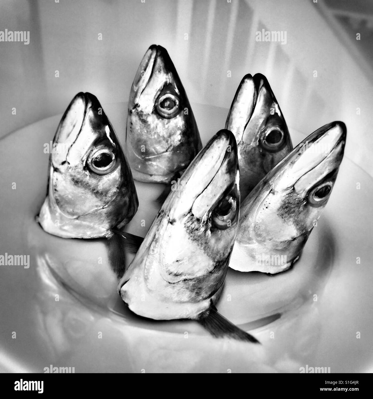 Stargazy pie hi-res stock photography and images - Alamy