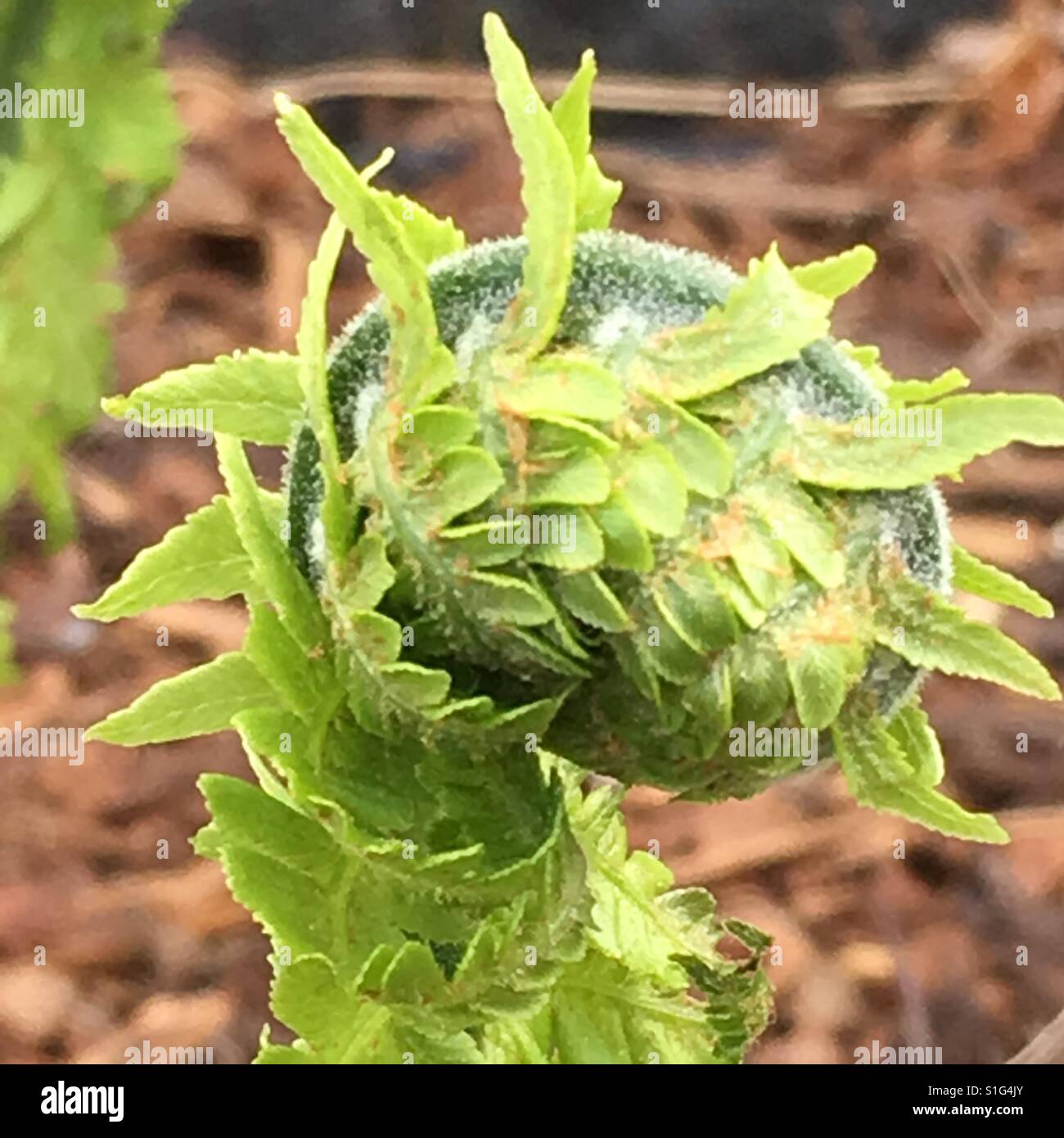 Unfurl hi-res stock photography and images - Alamy