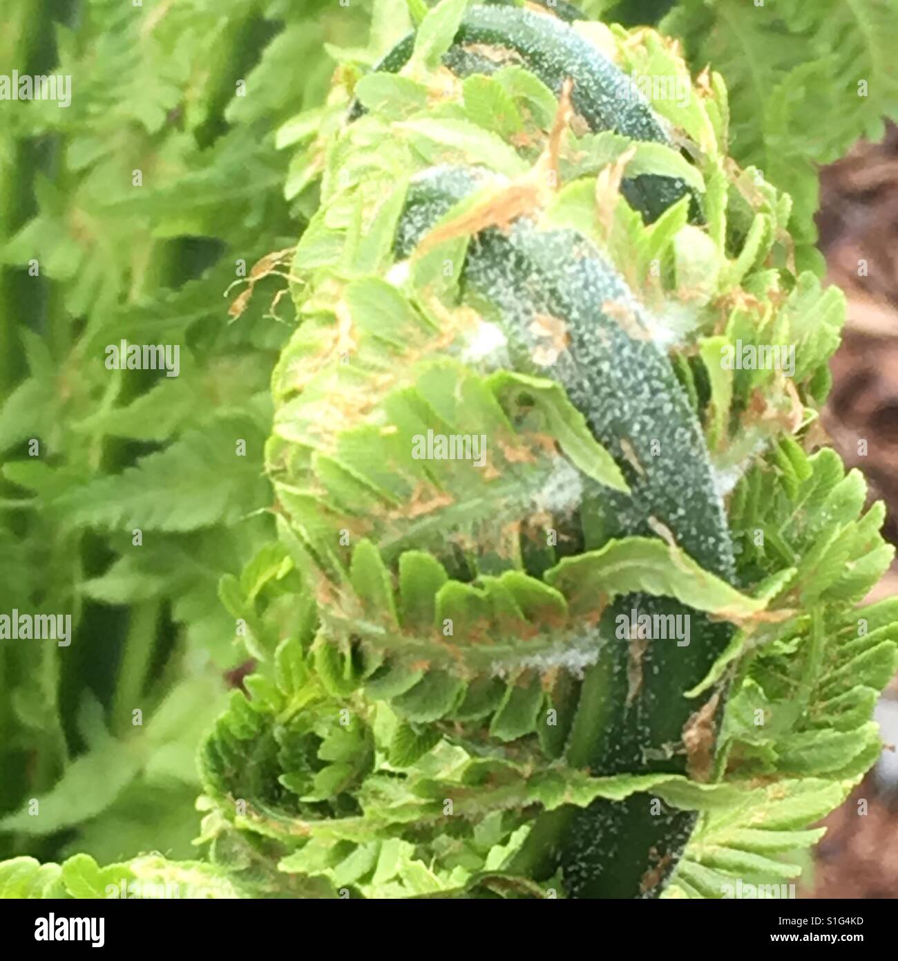 Unfurl hi-res stock photography and images - Alamy