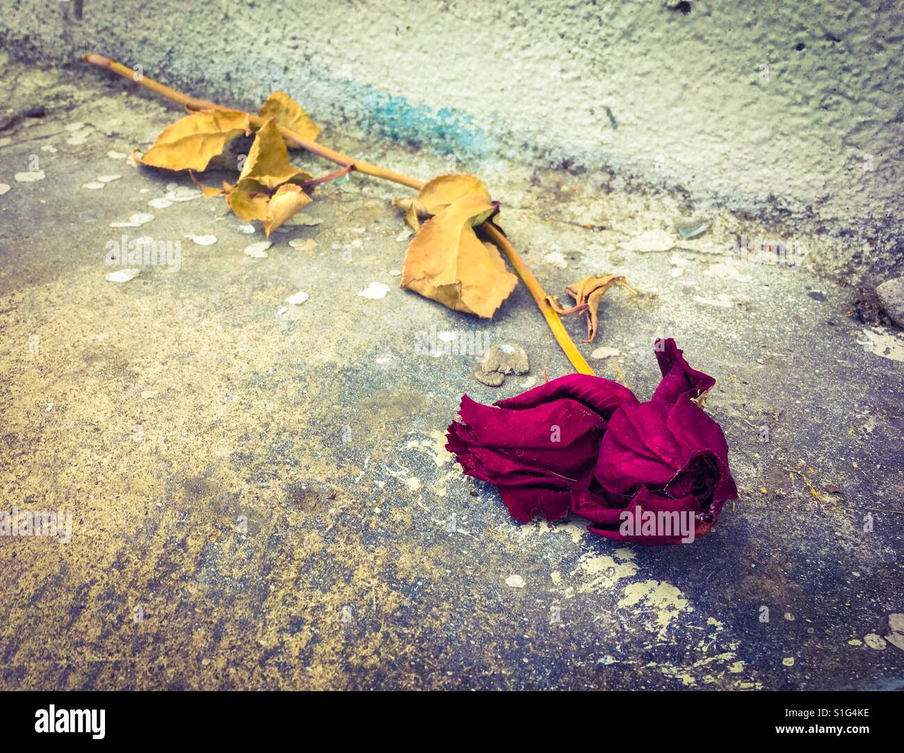 Dying Rose High Resolution Stock Photography and Images - Alamy