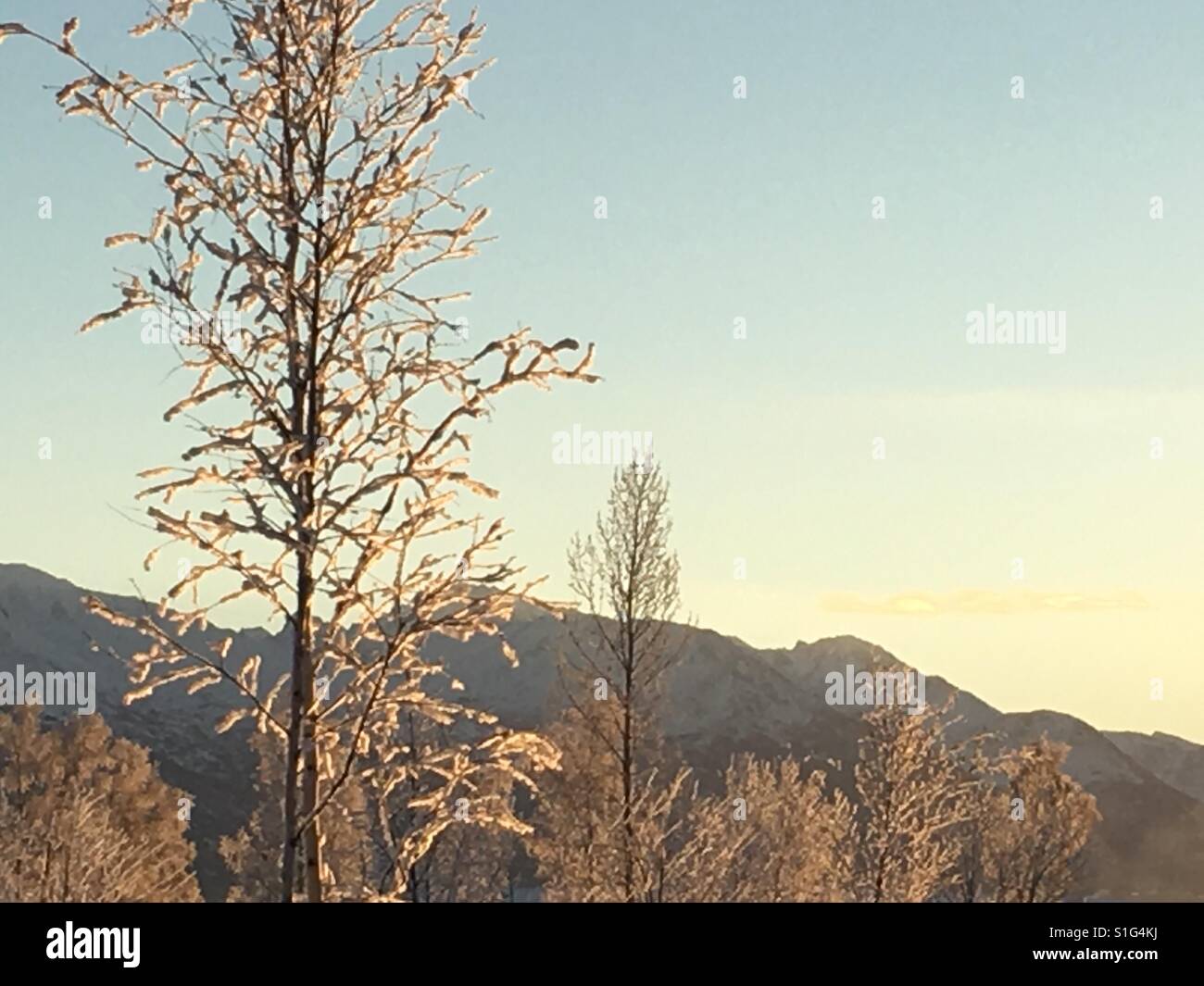 Golden frost hi-res stock photography and images - Alamy