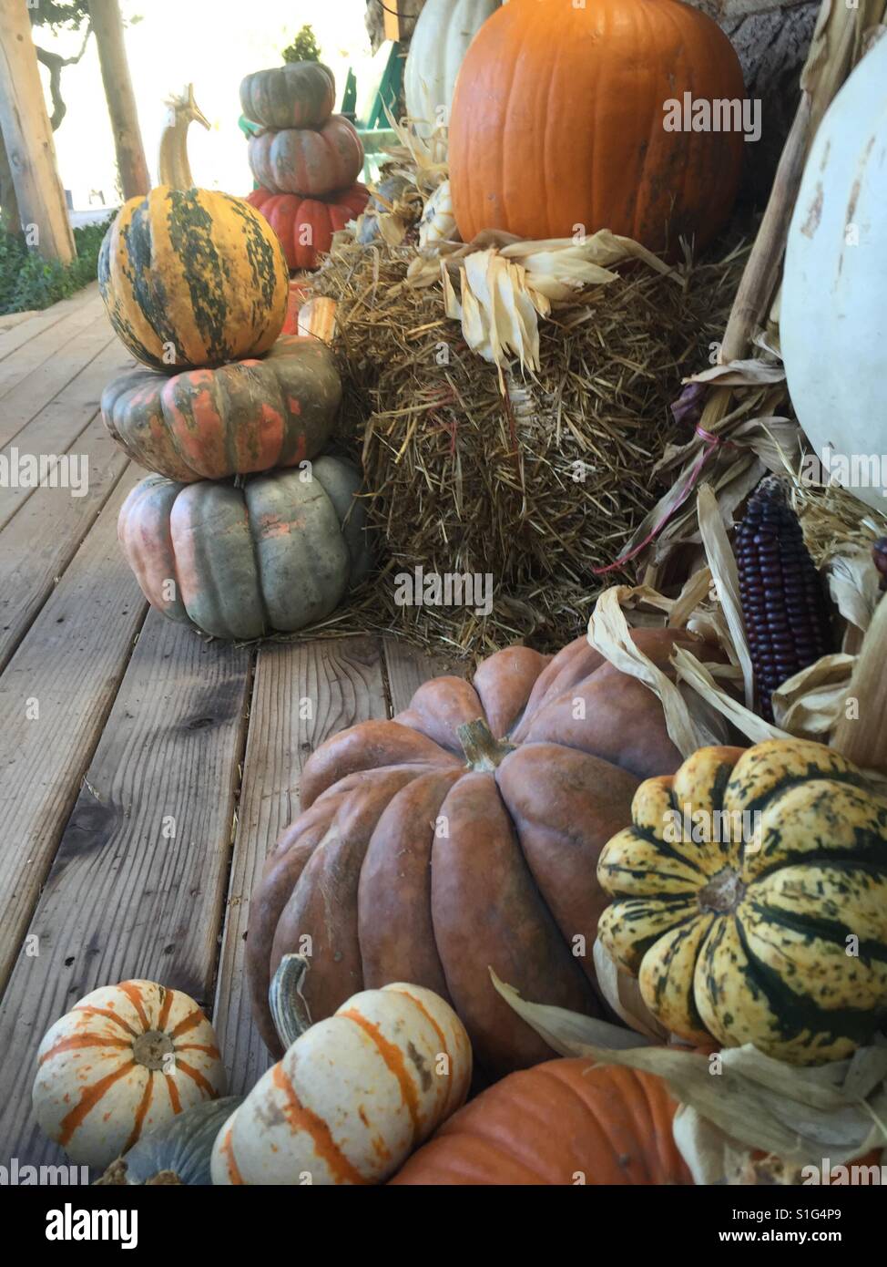 Gross pumpkins hi-res stock photography and images - Alamy