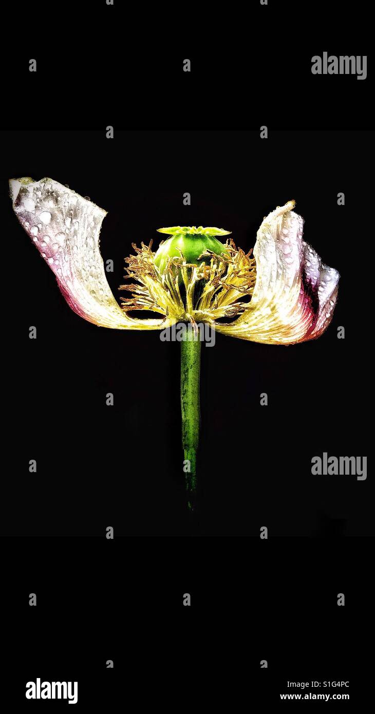 Faded poppy hi-res stock photography and images - Alamy