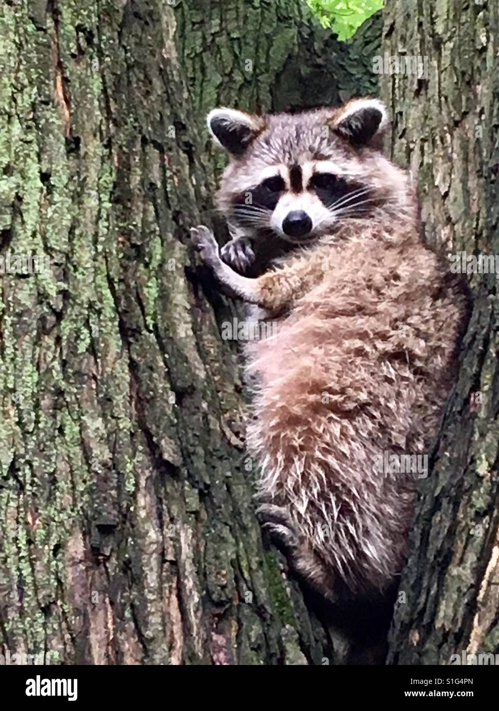 Furry tree bark hi-res stock photography and images - Alamy