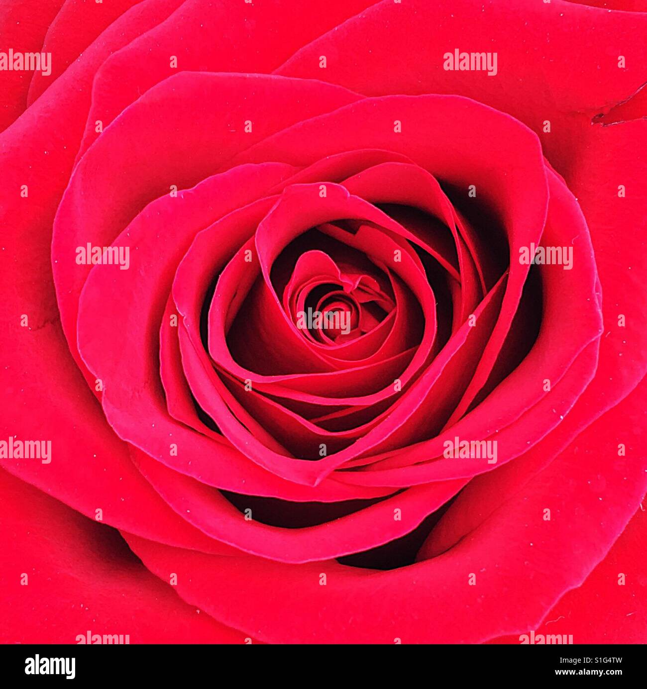 Closeup red rose hi-res stock photography and images - Alamy