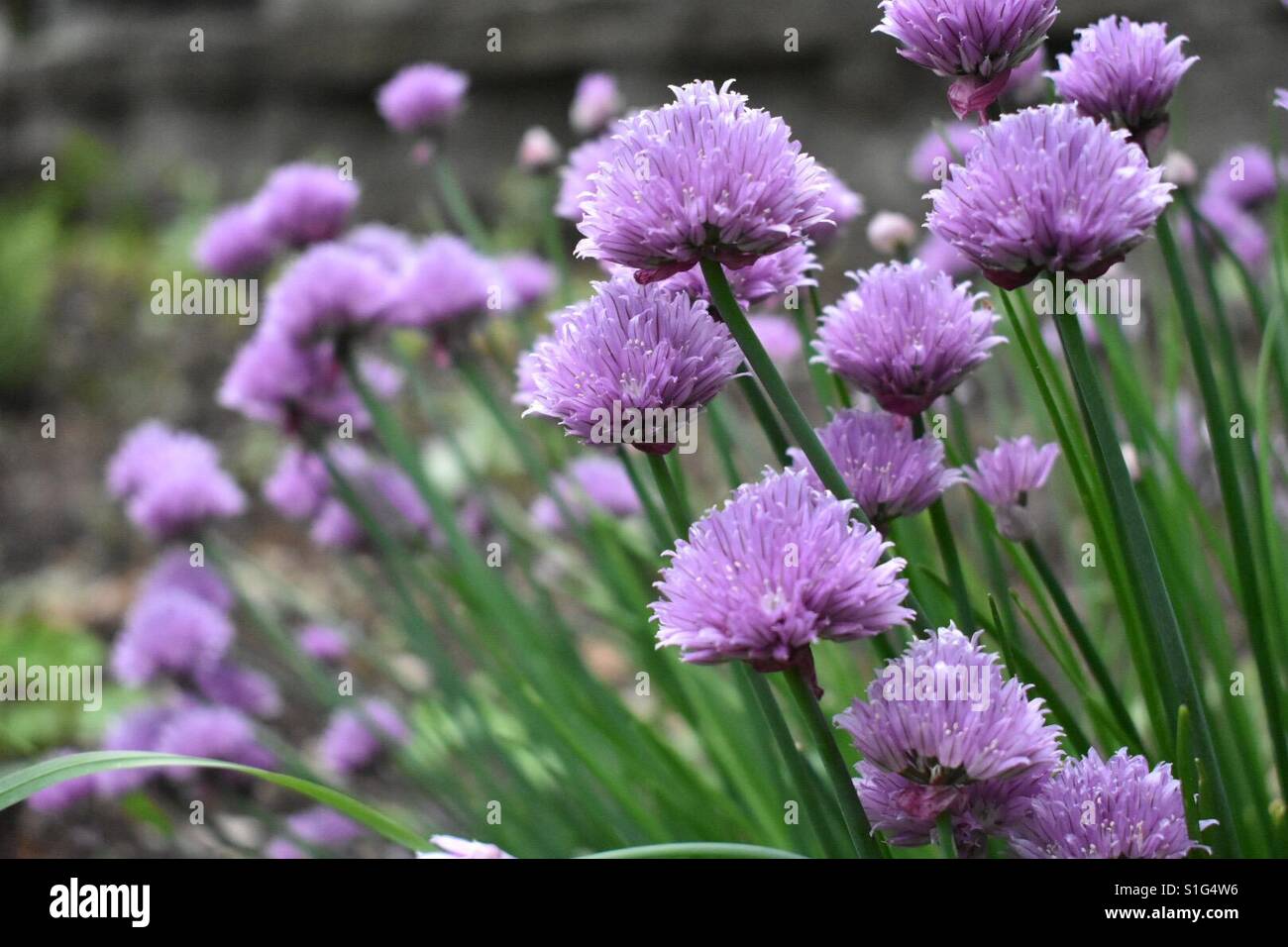 Summer chives hi-res stock photography and images - Alamy