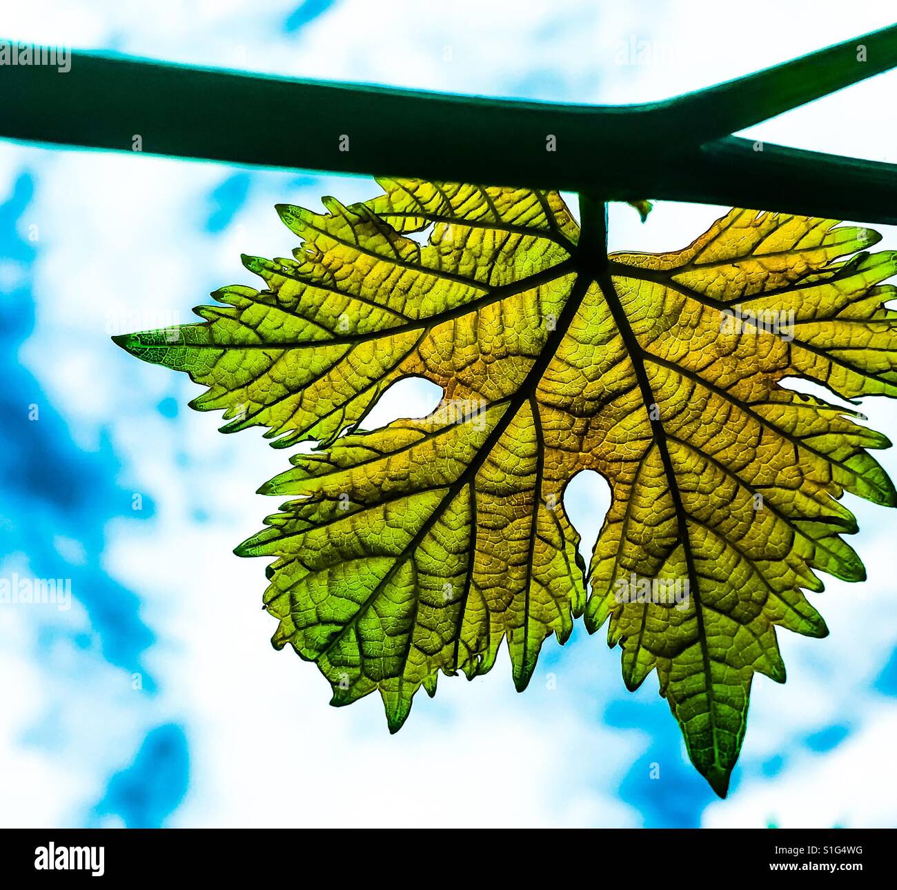 X ray pattern hi-res stock photography and images - Alamy