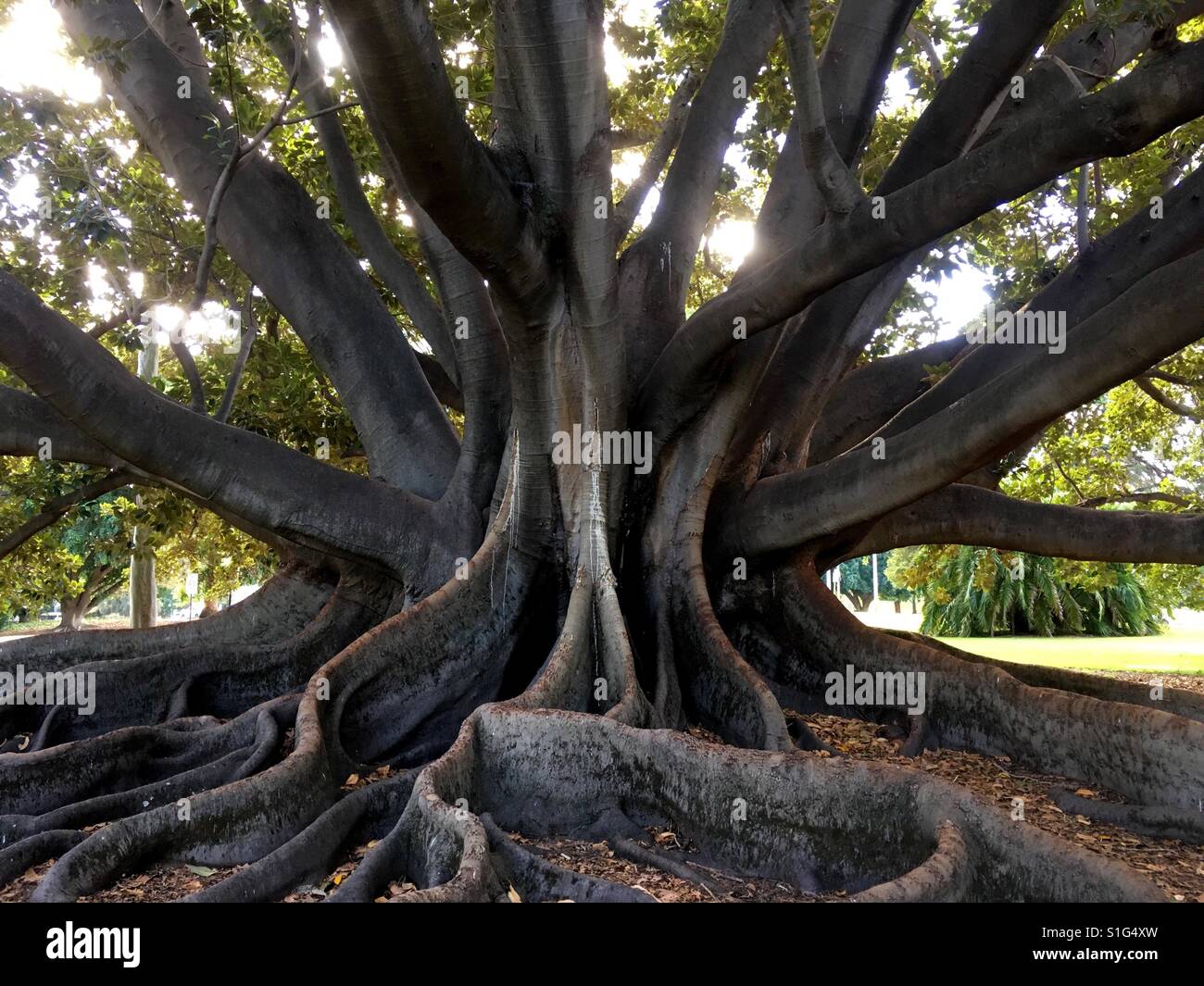 Large fig tree hi-res stock photography and images - Alamy