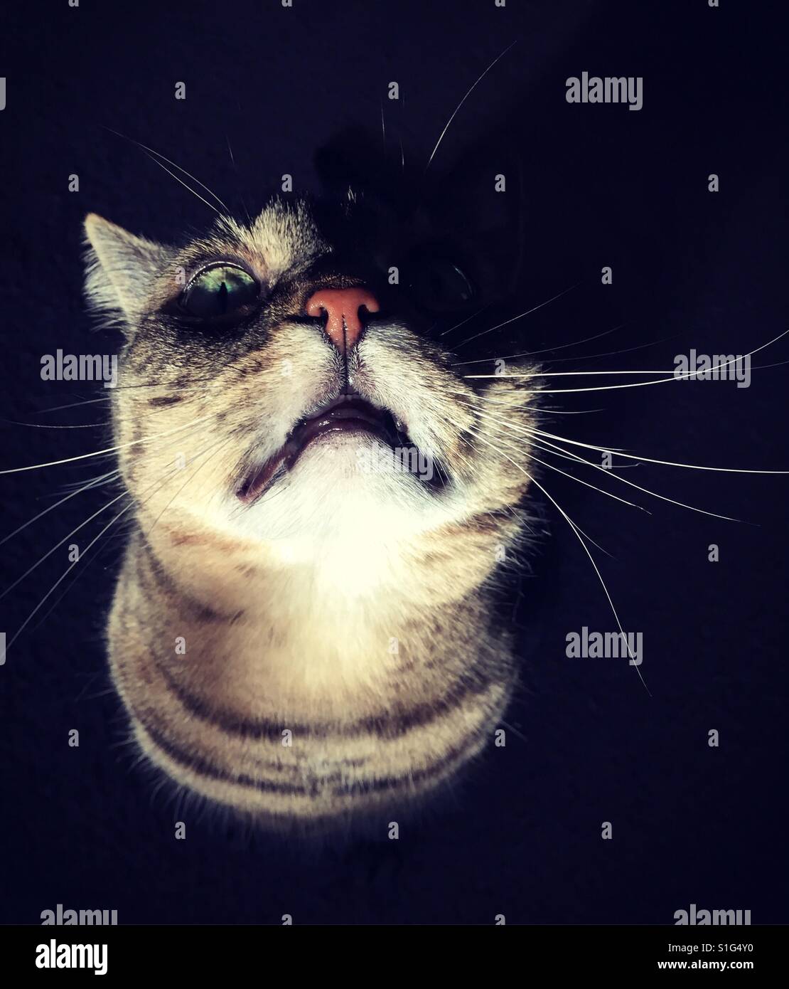 So I smell tuna Stock Photo - Alamy
