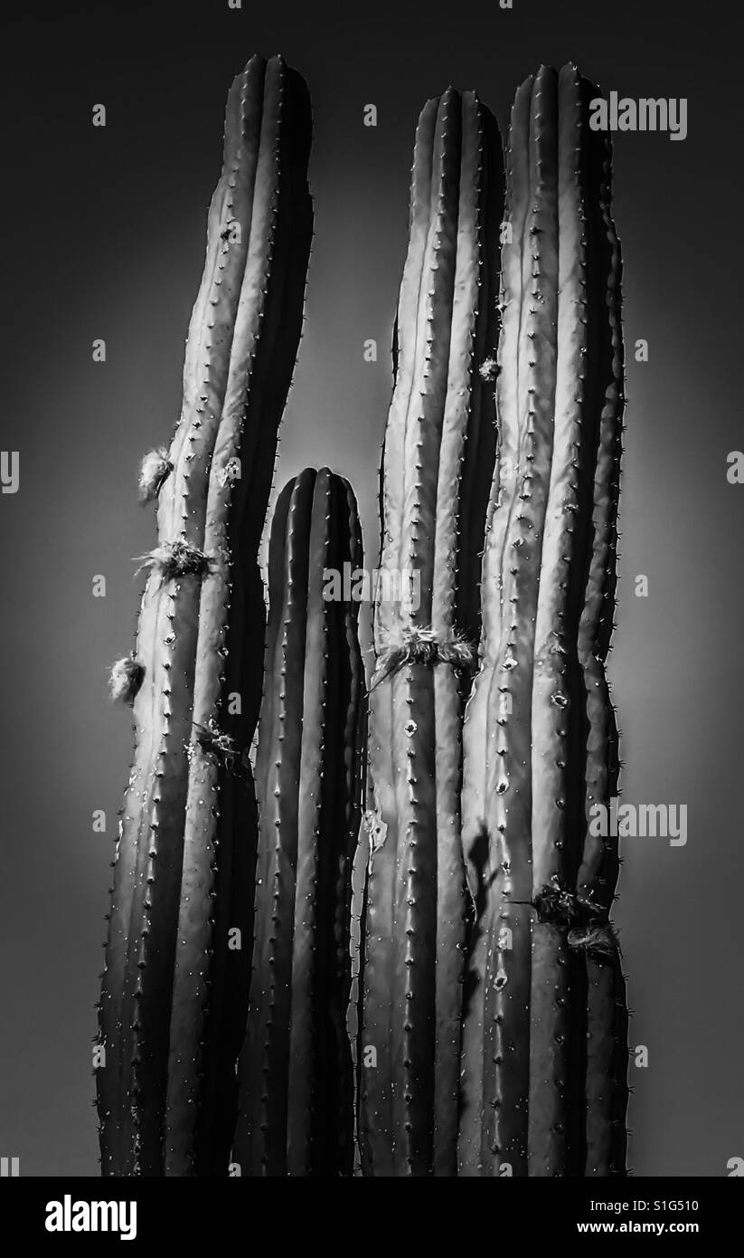 Tall cacti hi-res stock photography and images - Alamy