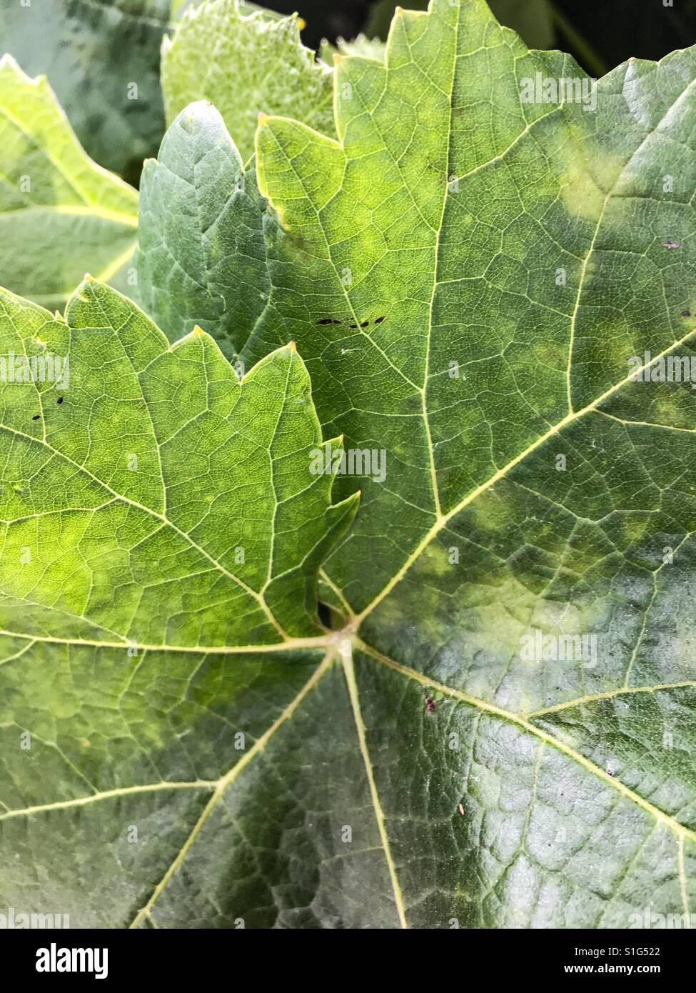 Leaf lines hi-res stock photography and images - Alamy