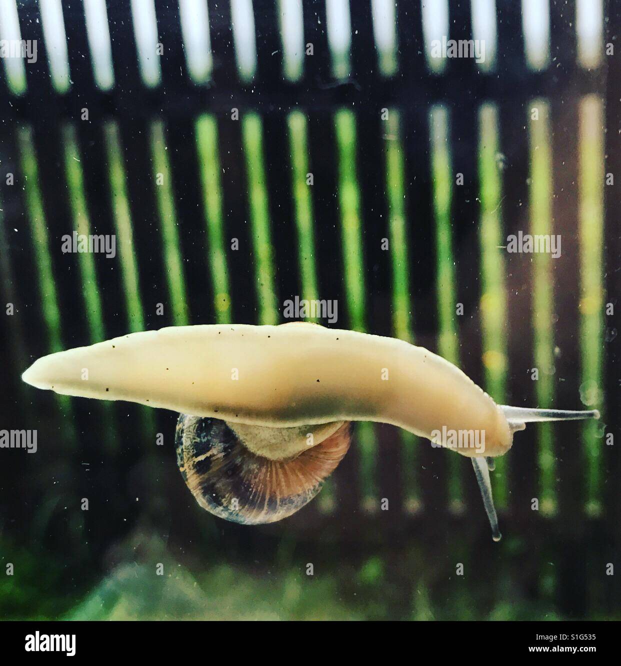 Conservatory window hi-res stock photography and images - Alamy