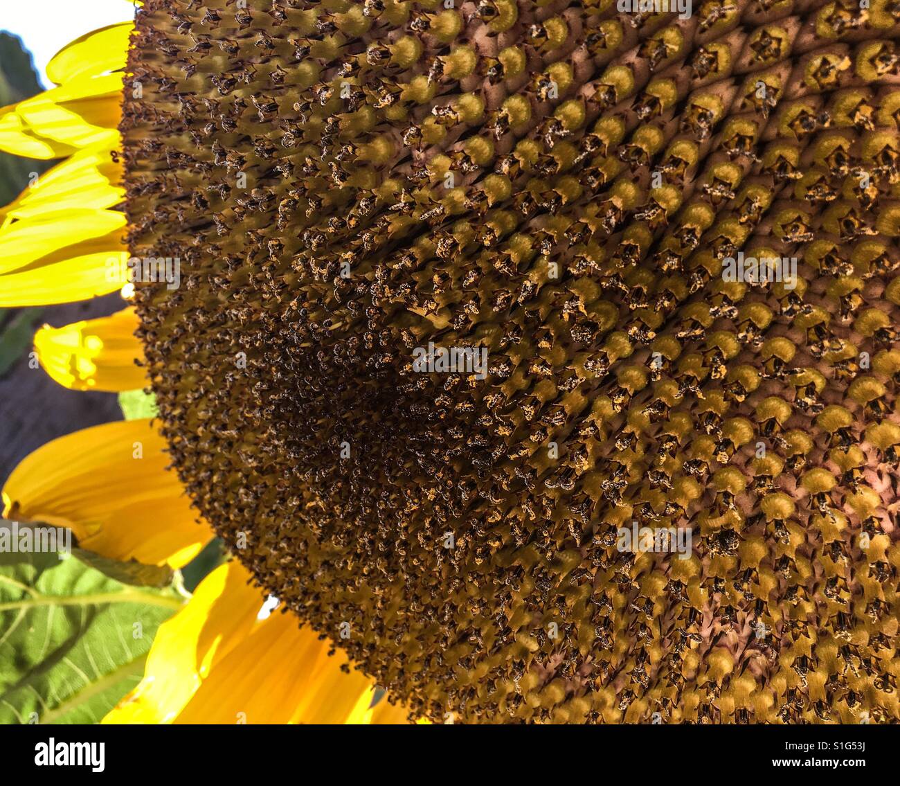 Sunflower head and petals hi-res stock photography and images - Alamy