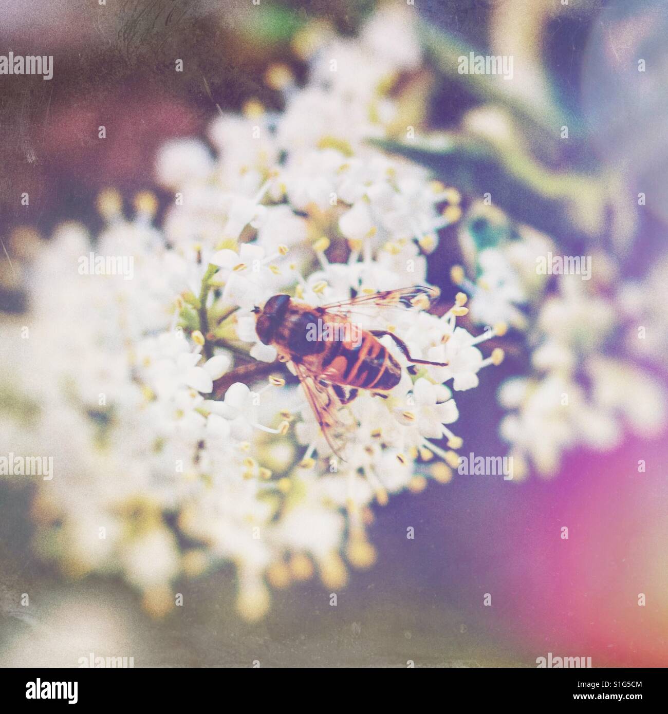Bee stinking a white flower Stock Photo - Alamy