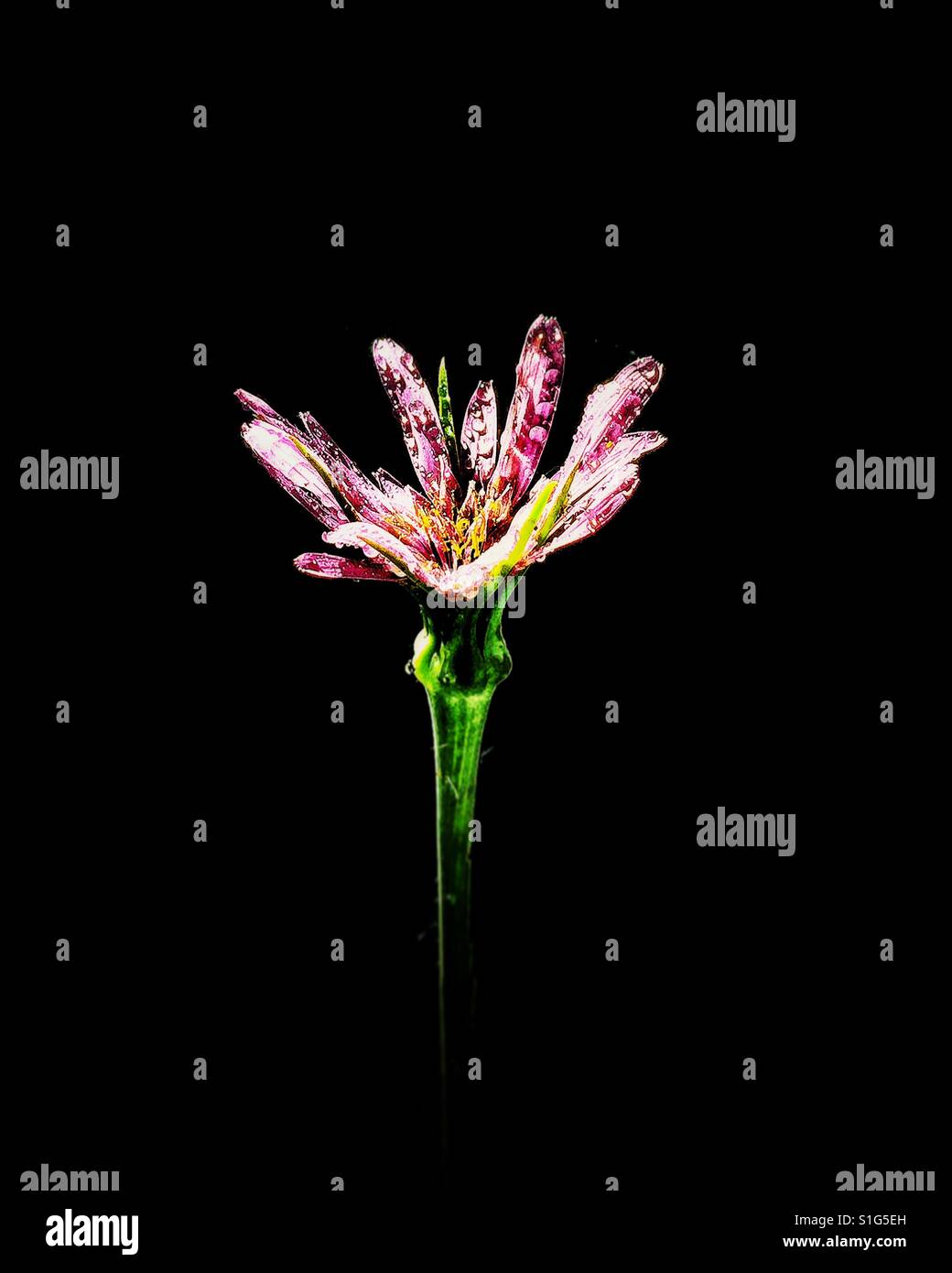 Flower with black backdrop hi-res stock photography and images - Alamy