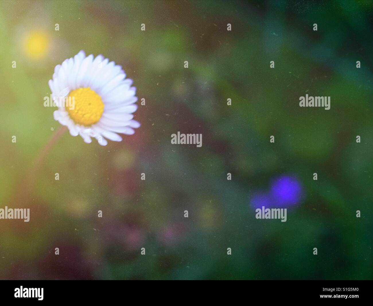 Dreamy background with flower Stock Photo - Alamy