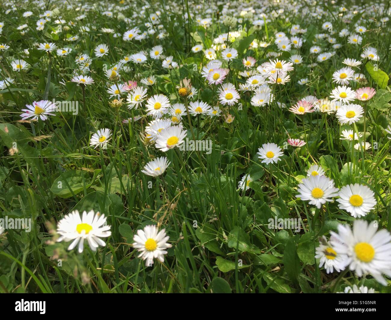 Enjoy wild flowers hi-res stock photography and images - Alamy