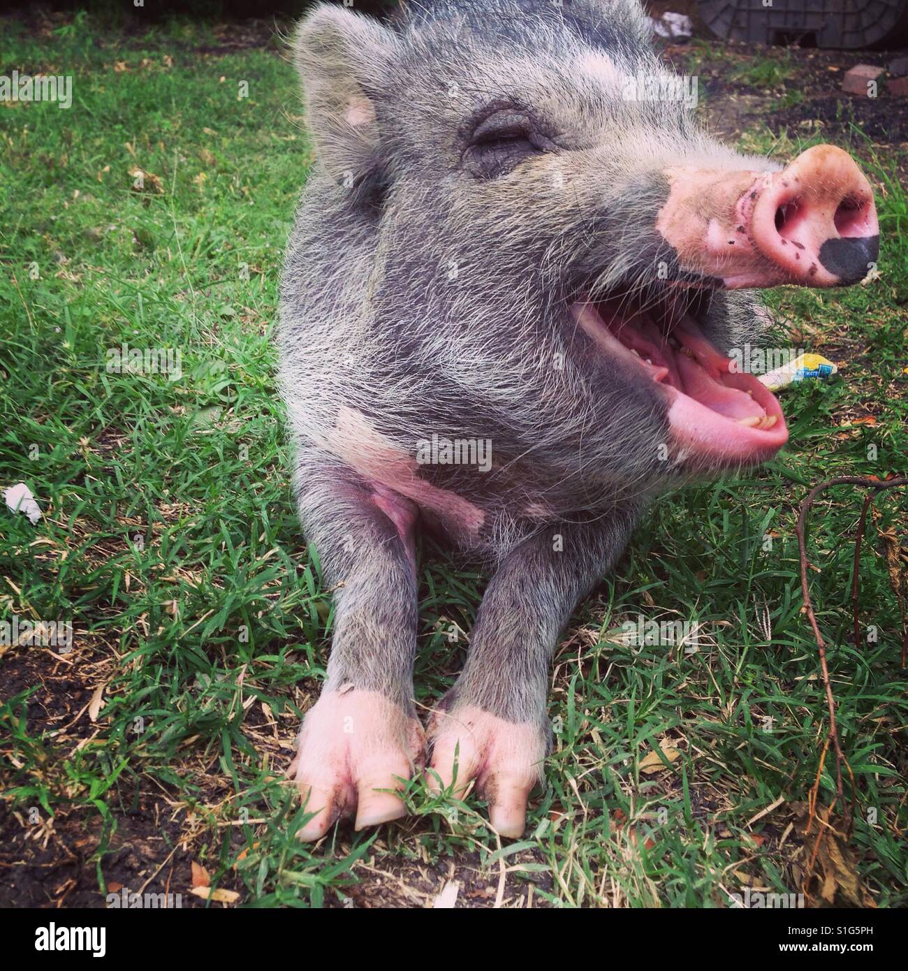 Pig hooves hi-res stock photography and images - Alamy