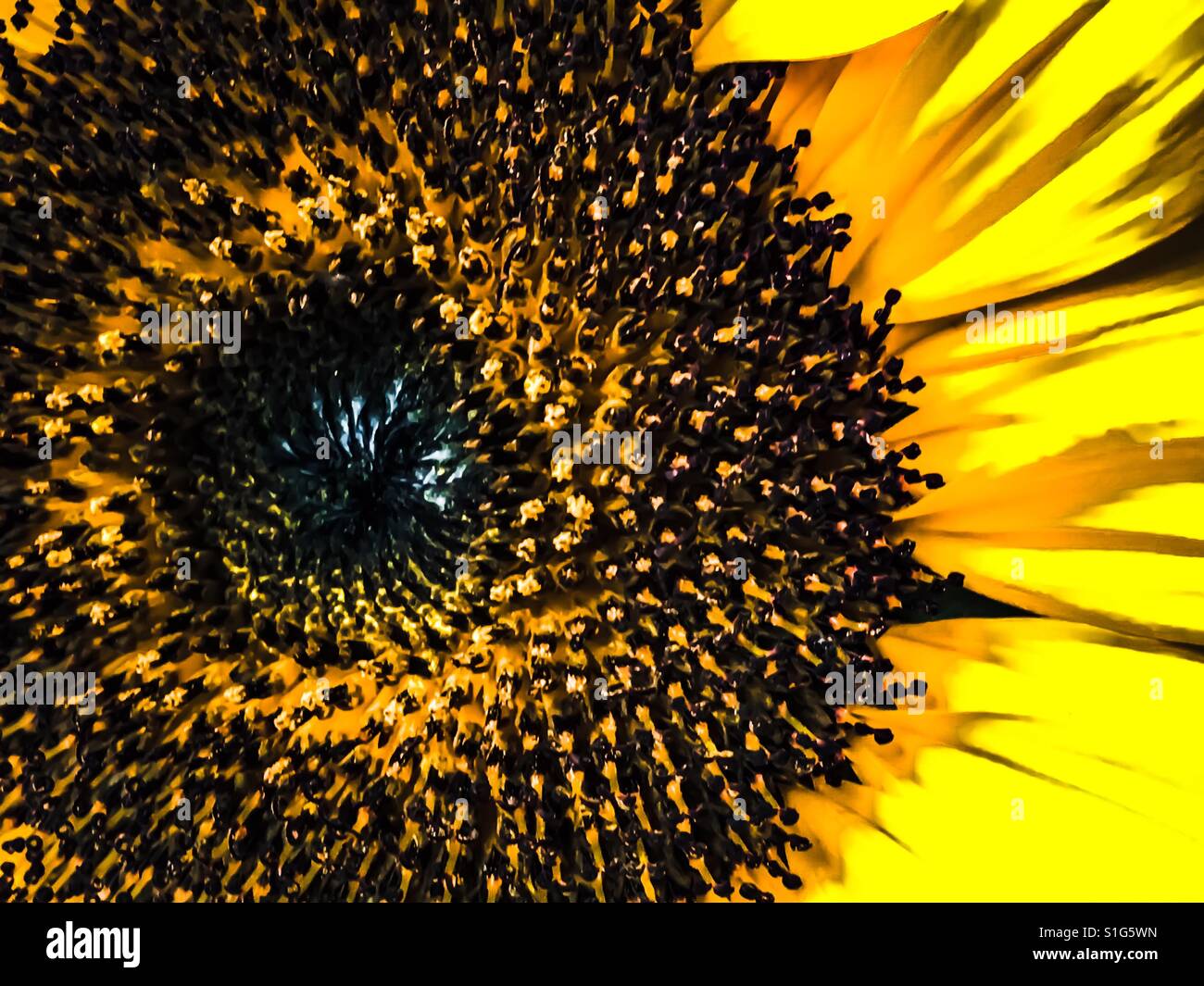 Sunflower rays hi-res stock photography and images - Alamy