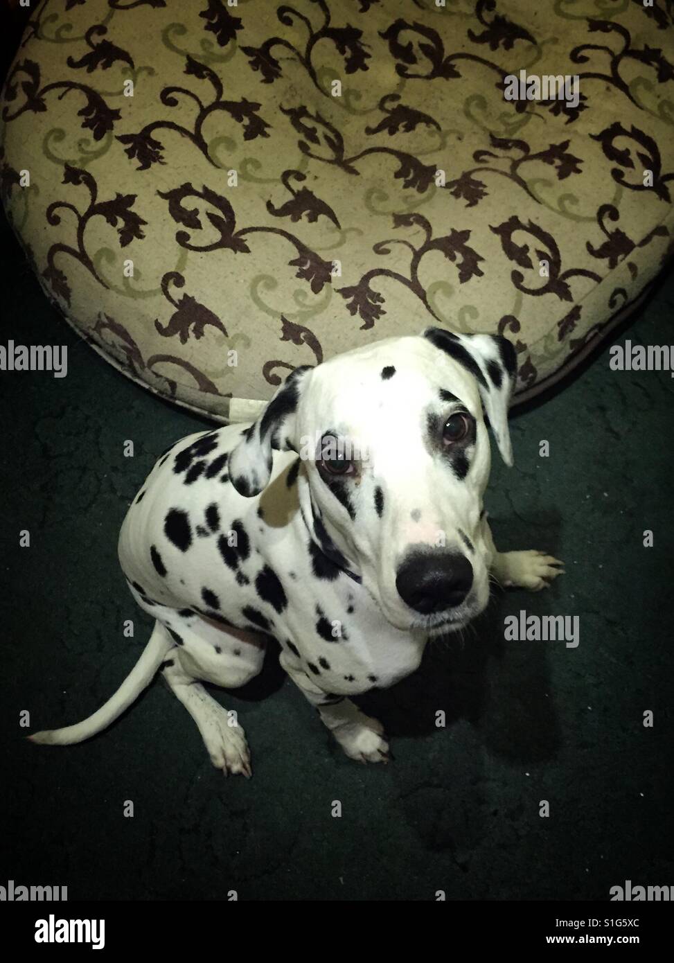 Sitting dalmatian hi-res stock photography and images - Alamy