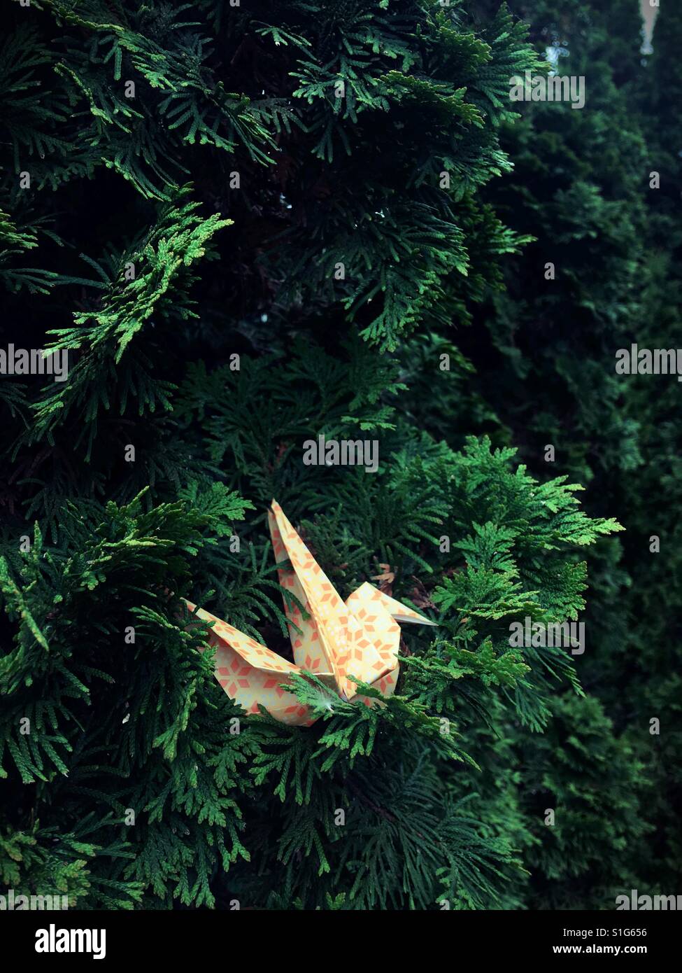 An origami crane in a tree Stock Photo - Alamy