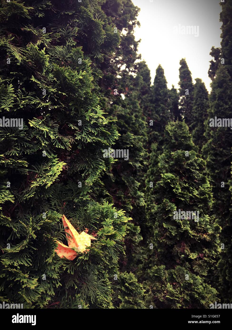 Crane in a tree hi-res stock photography and images - Alamy